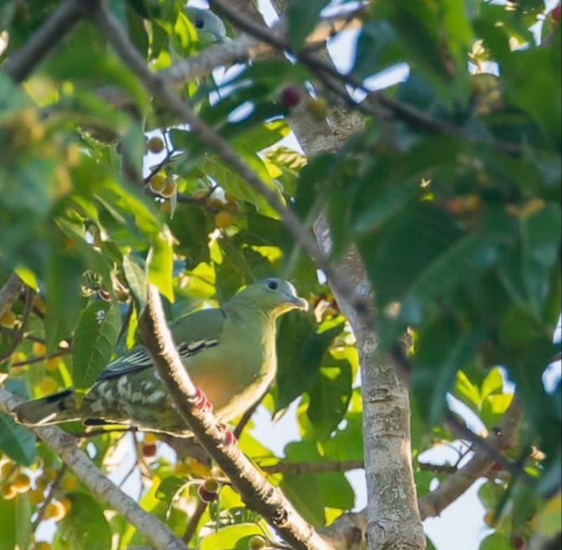 Flores Komodo Birdwatching