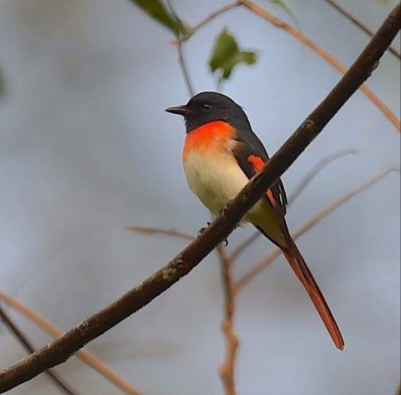 Flores Komodo Birdwatching