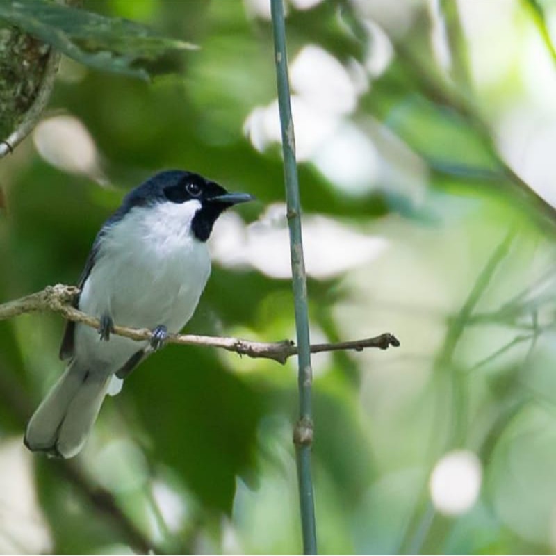 Flores Komodo Birdwatching