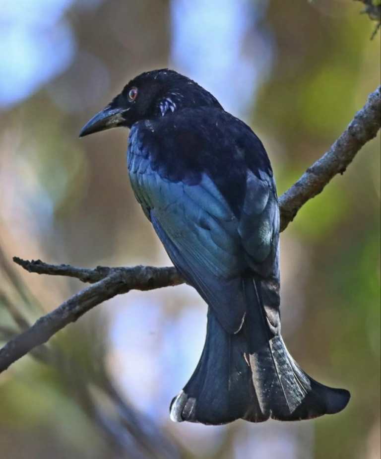 Flores Komodo Birdwatching