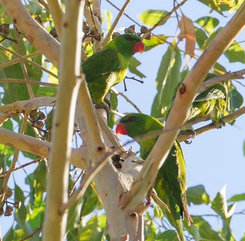Flores Komodo Birdwatching