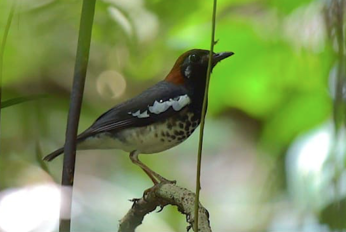 Flores Komodo Birdwatching