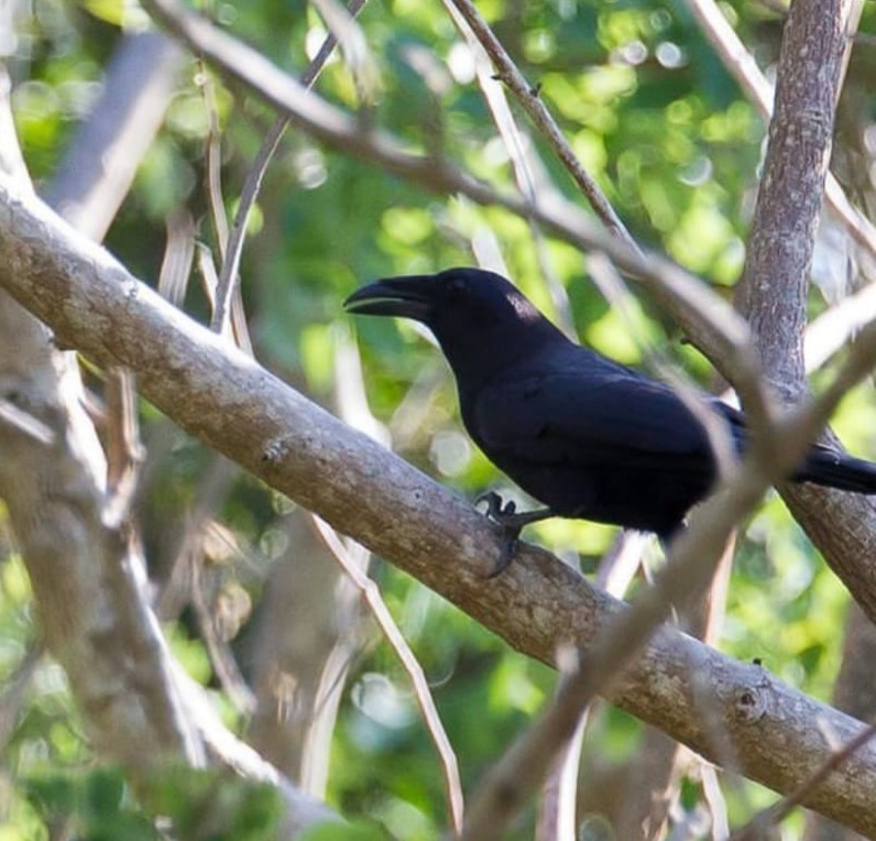 Flores Komodo Birdwatching