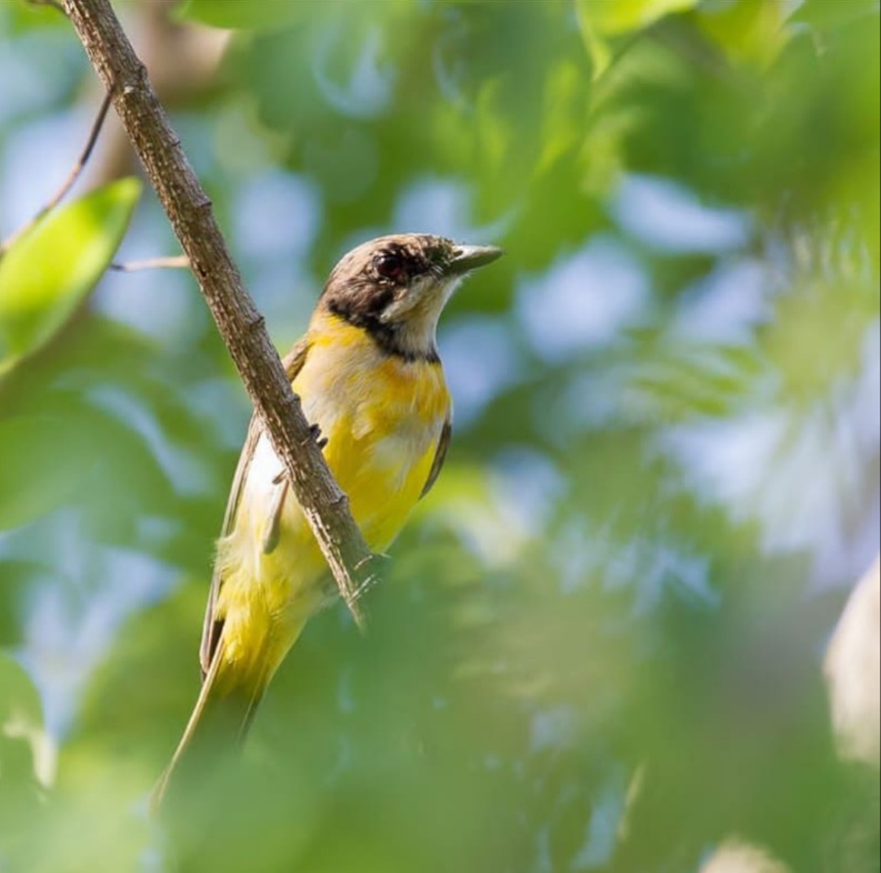Flores Komodo Birdwatching