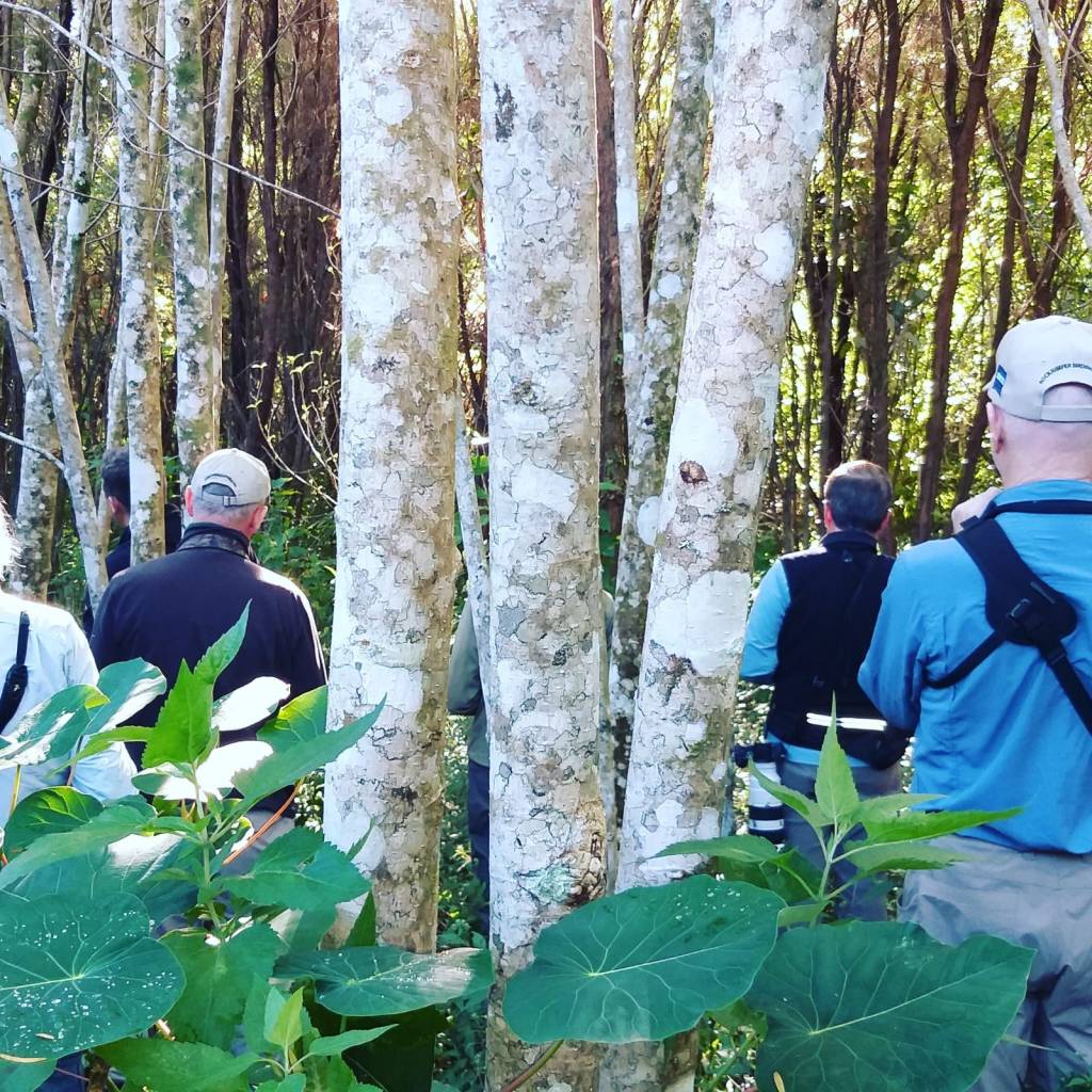 Tour 1: Flores and Komodo | Flores Komodo Birdwatching